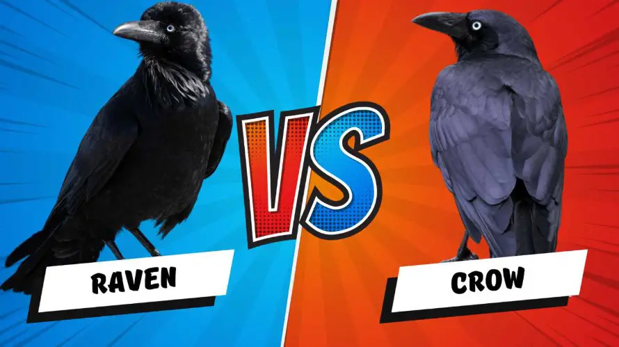 What's the Difference Between a Crow and a Raven? - Bird Sology