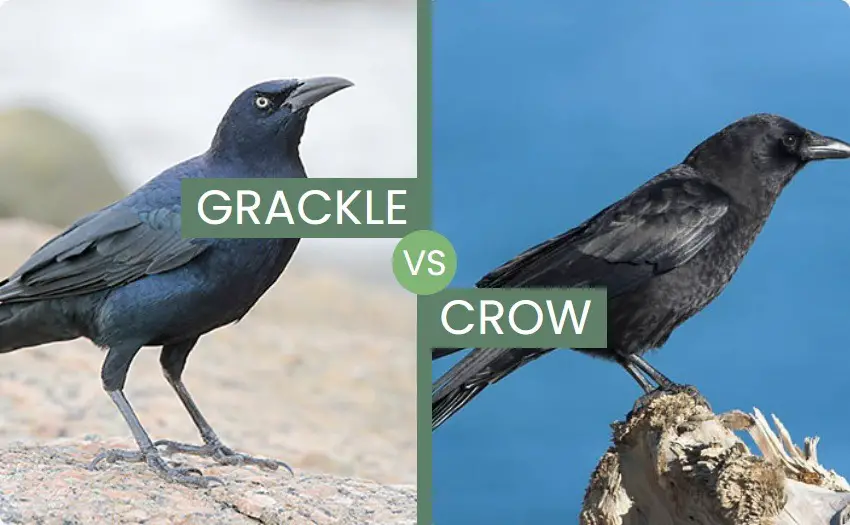 Crow vs Grackle Identification Guide (With Amazing Facts)